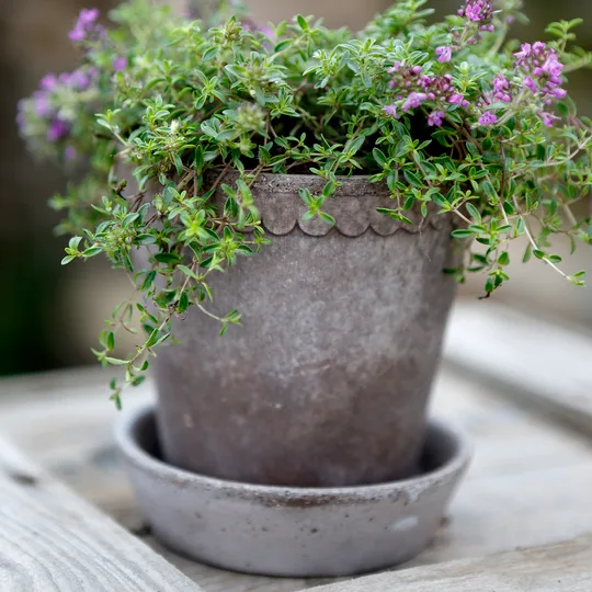 Helena flower pot Ø10 cm from Bergs Potter - NordicNest.com