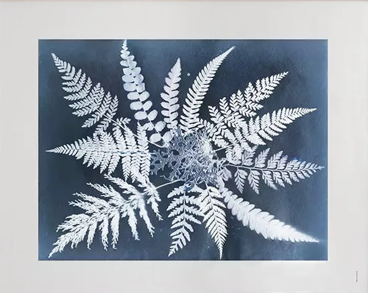 Fern star poster from Fine Little Day - NordicNest.com